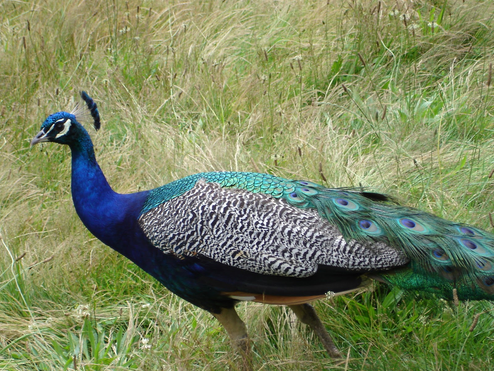 The Outlaw Gardener: Old Goat Farm