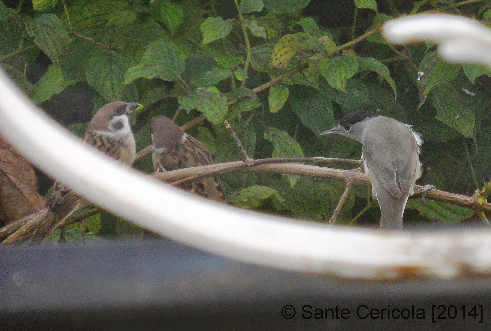 NIDI ARTIFICIALI: PASSERE MATTUGIA & ALLESTIMENTO RIFUGIO INVERNALE IN ...