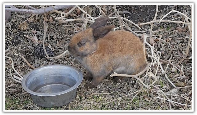 Ken's Photo Gallery: Pygmy Rabbit (Brachylagus idahoensis)
