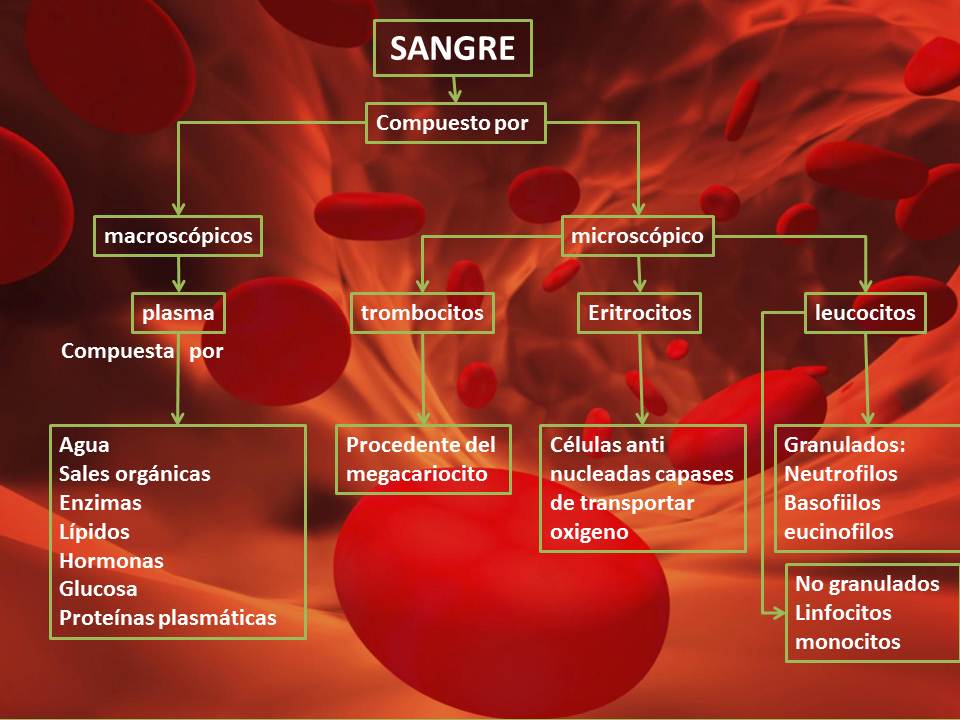 Materia de Fisiologia: Sangre
