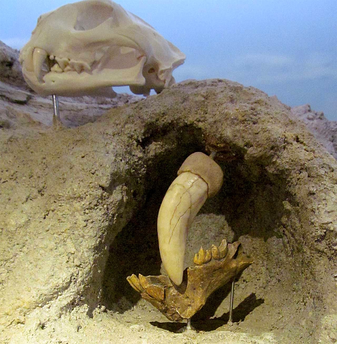 Louisville Fossils and Beyond: Oct 20, 2013