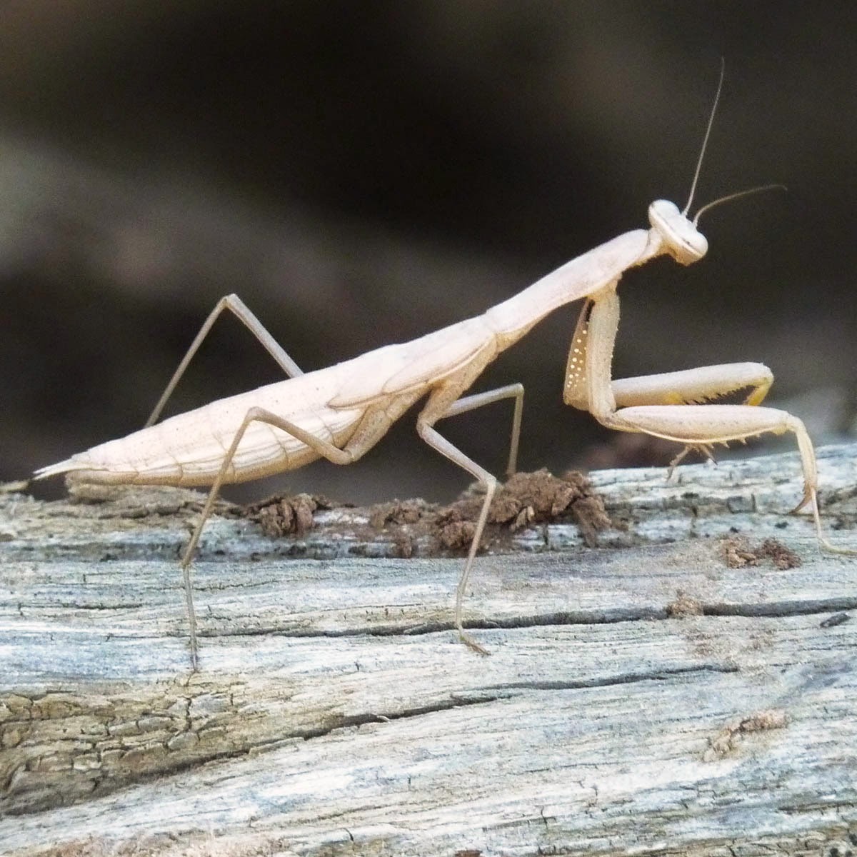 Bichos, bichillos y bicharracos: Mantis Religiosa Blanca