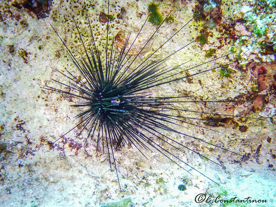 Biodiversity of Cyprus by NGO Protection of the Natural Heritage and ...