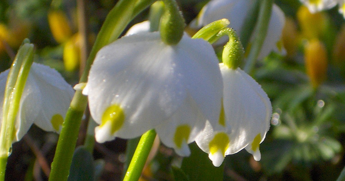 Karen`s Nature Photography: Bell-shaped Snowflake Flowers.