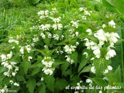 El espiritu de las plantas: ORTIGA