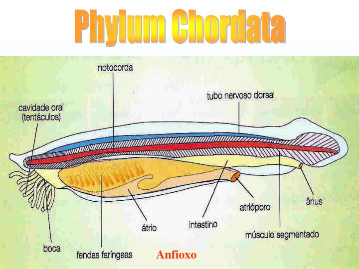 Filo cordados: introdução | Biologia: A ciência da vida