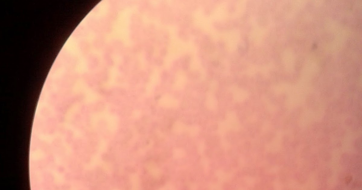 Anis Sri Lestari: Sel katak dan tikus di bawah mikroskop