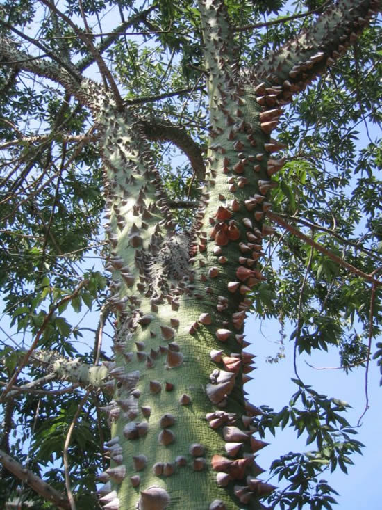 ECOSISTEMAS DE COSTA RICA: BOSQUE TROPICAL SECO