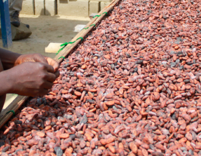 Amentior: Facing Cocoa Shortage, Swiss Chocolate Makers Aim To Boost ...
