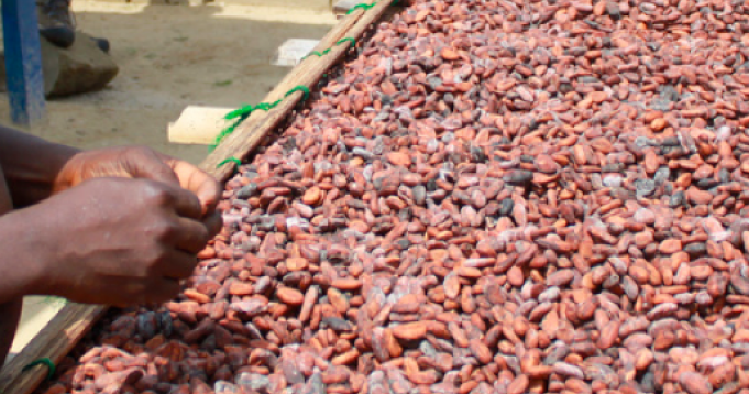 Amentior: Facing Cocoa Shortage, Swiss Chocolate Makers Aim To Boost ...