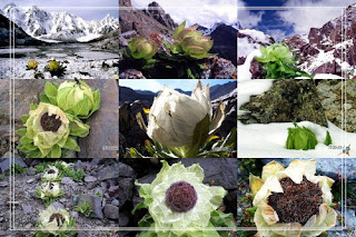 The Health Station: SNOW LOTUS 天山雪莲