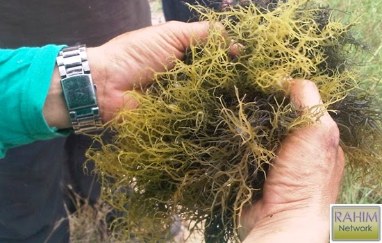 GadgetYuk: Jenis-Jenis Rumput Laut Asal Indonesia Yang Dieksport Ke ...