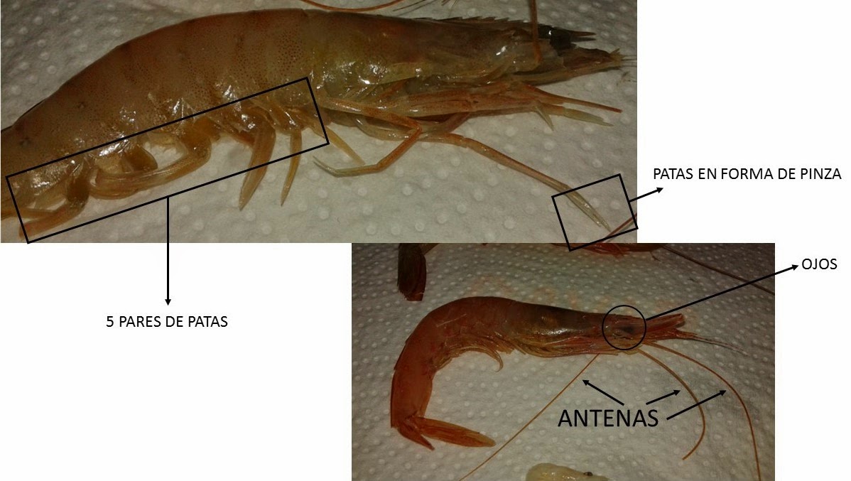 La Clase del Profe Pablo: aventuras y aprendizaje: KRILL, CAMARONES ...