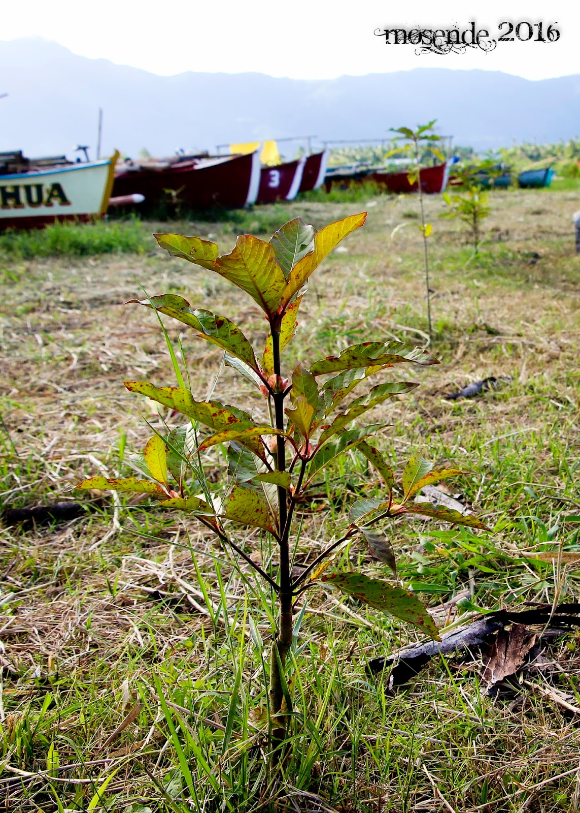 Lake Mainit of the Philippines: January 2016
