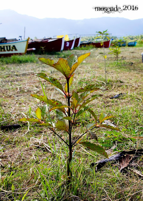 Lake Mainit of the Philippines: January 2016