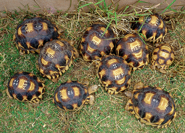 Animals of the world: Angonoka tortoise