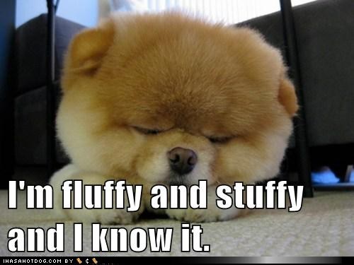 Thinking Pink: Top Five LOL Dogs of the Day