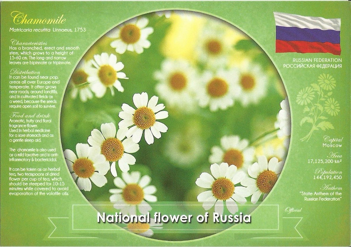 NINU POSTCARDS: Chamomile, National flower of Russia