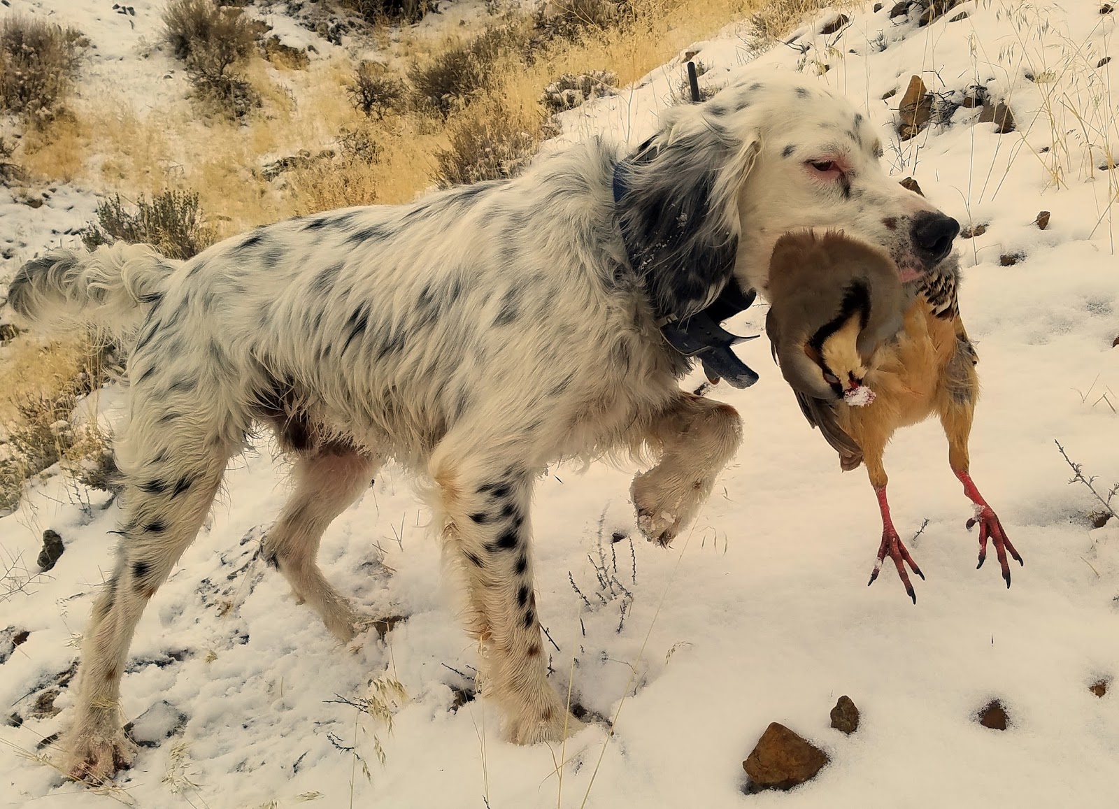 SETTER TALES AND MALLARD CURLS: 2016