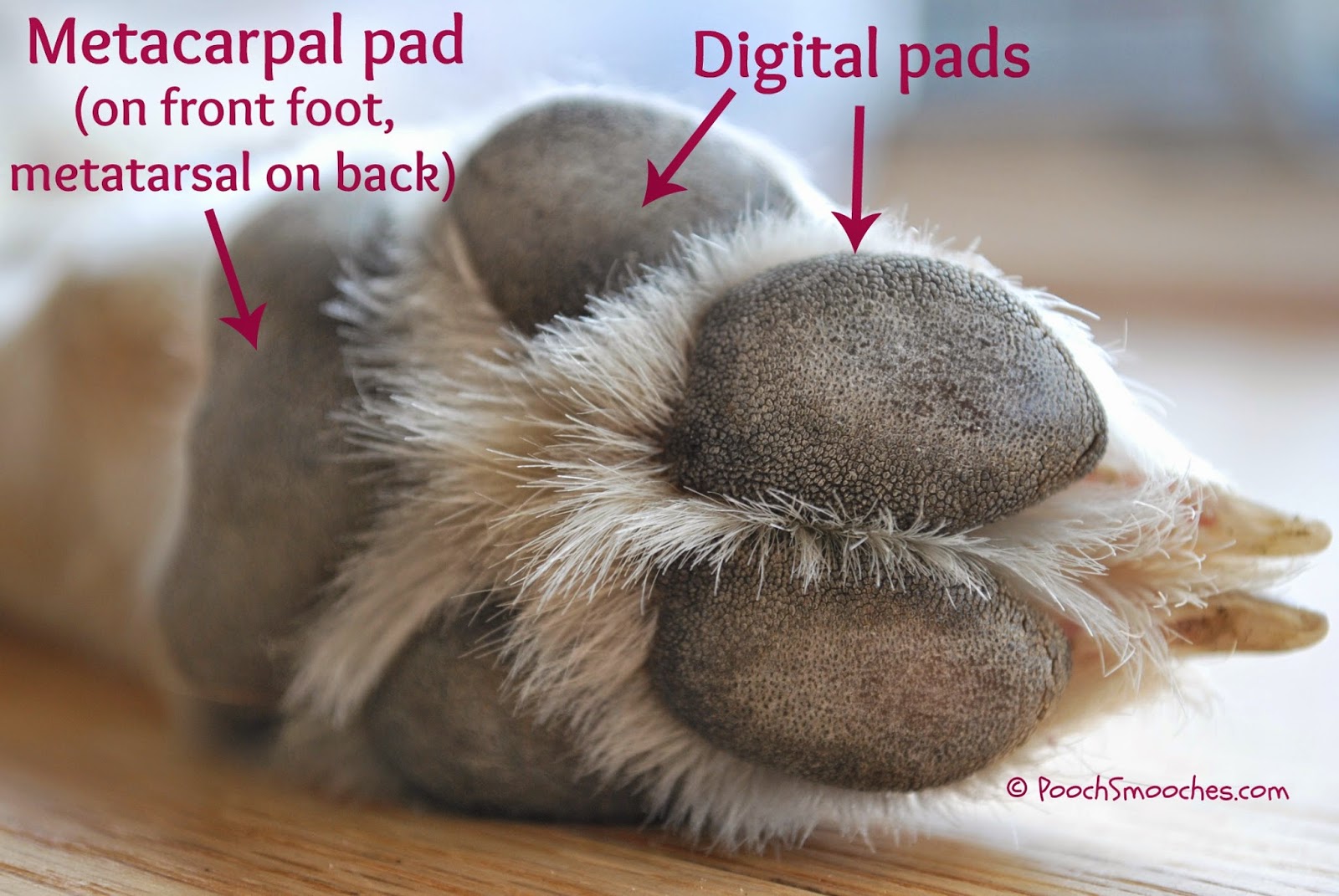 Pooch Smooches: My Goofy-Foot Girls or What Do Dewclaws Do?