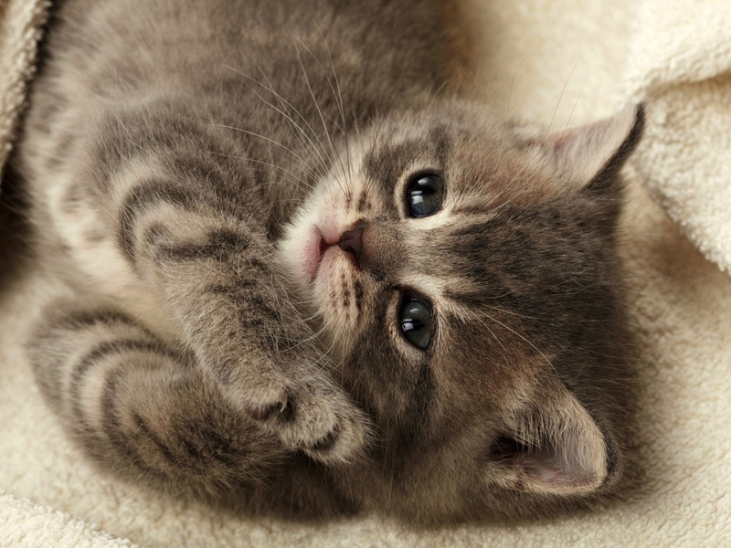 Daily Cool Pictures Gallery: 50+ Cute and Sweet Animals Pictures