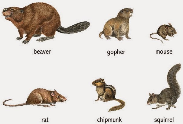 Poultry Management.: Control Commensally Rodents in Poultry Houses