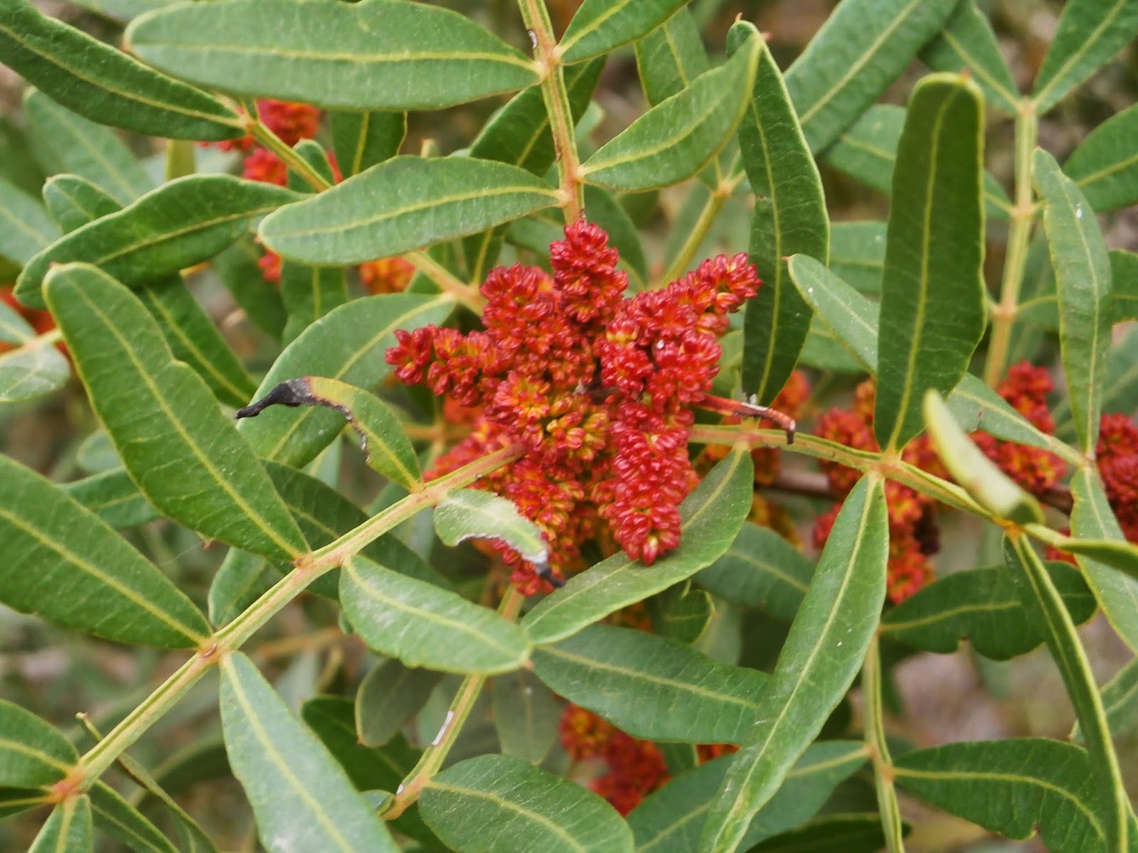 HERBARIO VIRTUAL DE BANYERES DE MARIOLA Y ALICANTE: Pistacia lentiscus ...