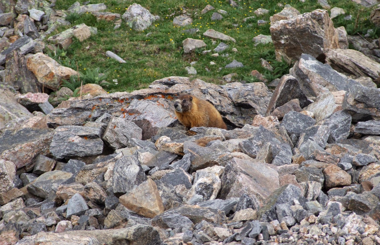 Skunk Tracks: Marmots and Pikas at RMNP