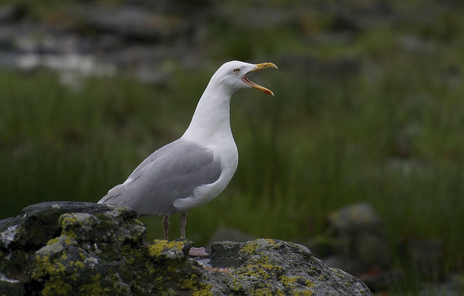 Naturfoto Einar Hugnes: Måker og andre fugler på Runde
