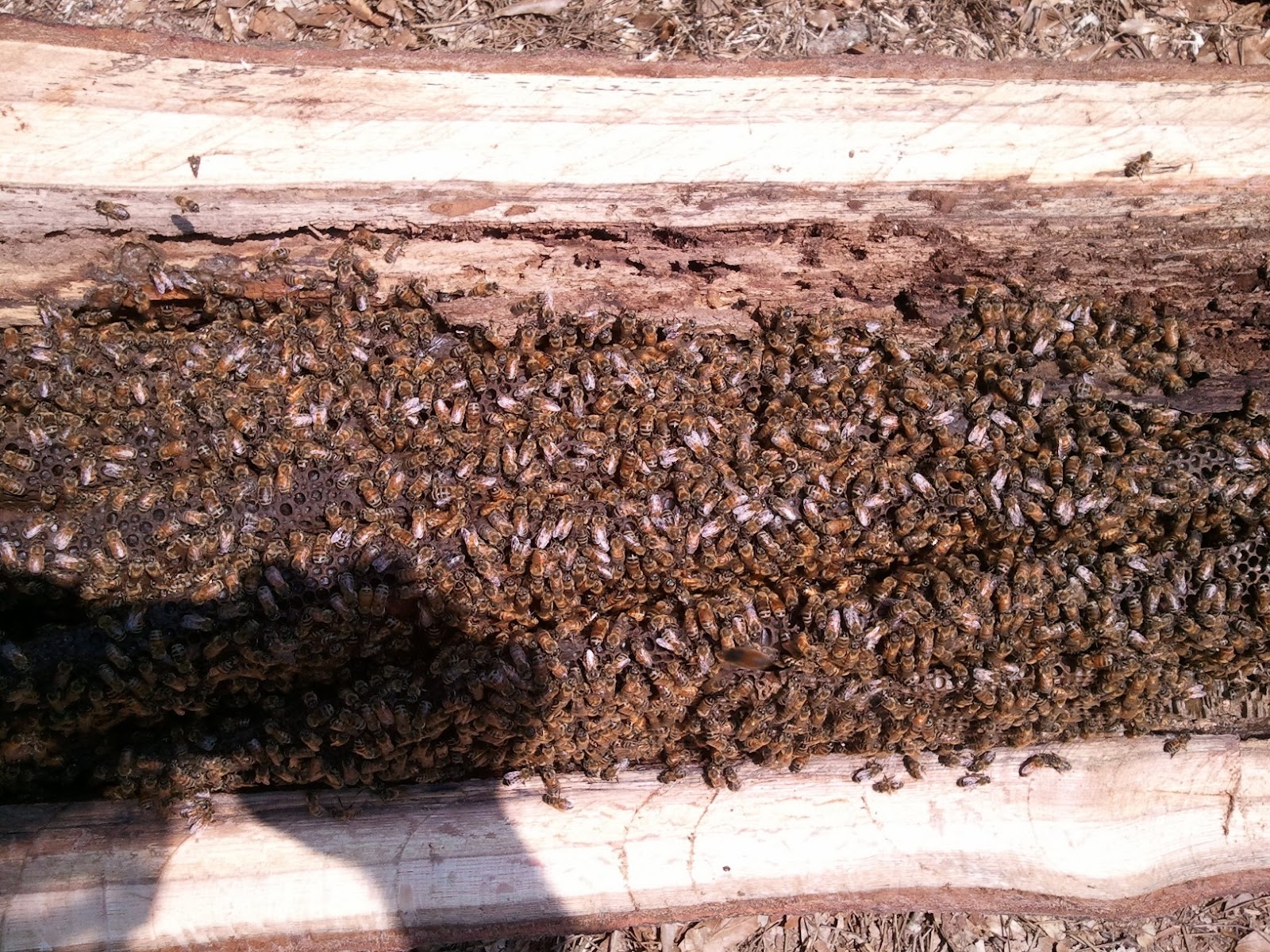 Mark's Farm Tochok: Bees in a tree