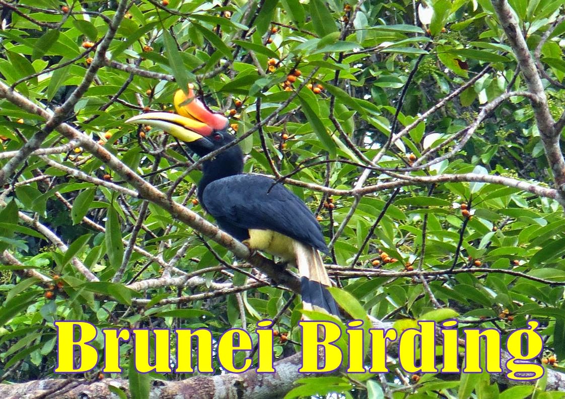 Brunei Birding Nature Tour: Bird PHOTO Gallery