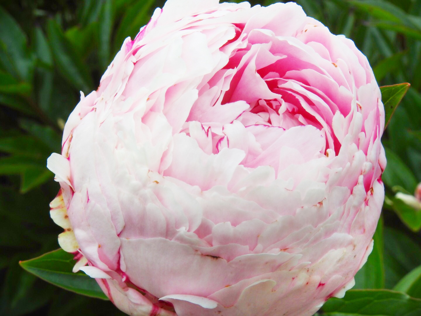 Peony Parade! — The Yellow Spectacles