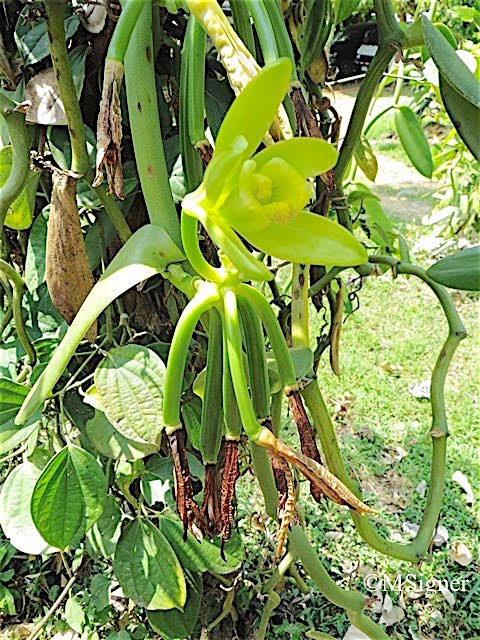 A Wandering Botanist: Homogenized World--Attractive and Useful Tropical ...