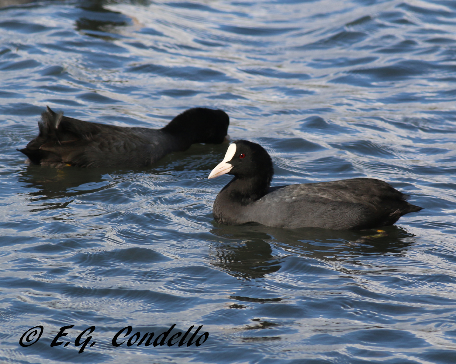 Folaga (Fulica atra)