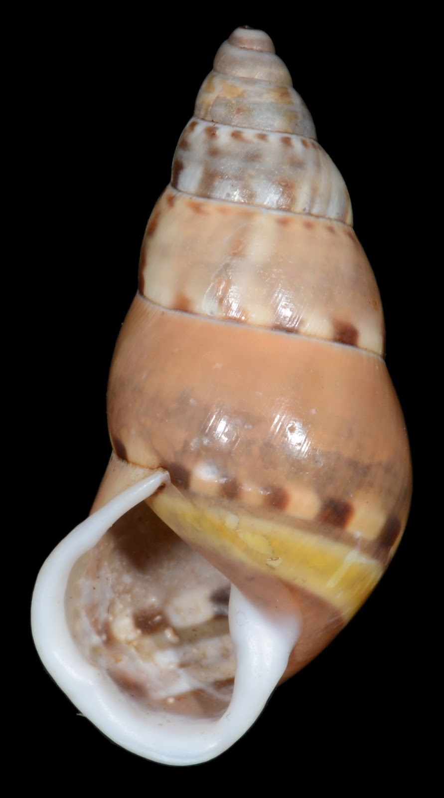 Dr. Lee's Gallery Museum: Amphidromus areolatus 26.7mm