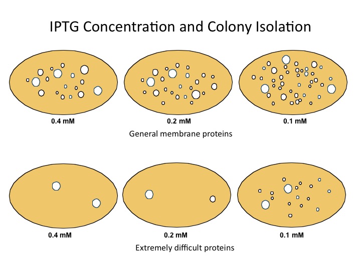 生化学者のひとりごと: 大腸菌でタンパク質を発現する法8：培養条件その3 IPTGの至適濃度