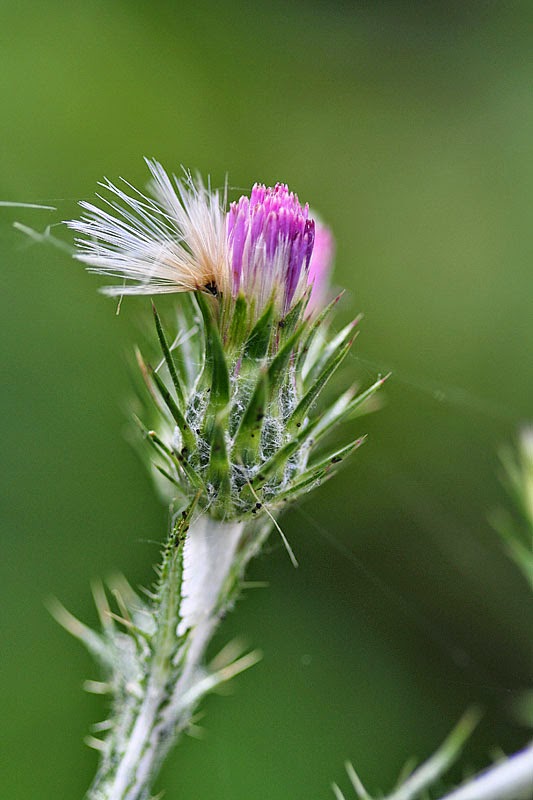 moments de partage: Cirse lancéolé, chardon commun