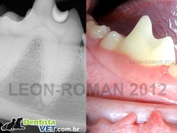 Odontologia Veterinária - Casos DentistaVet: Cárie Não Profunda e ...