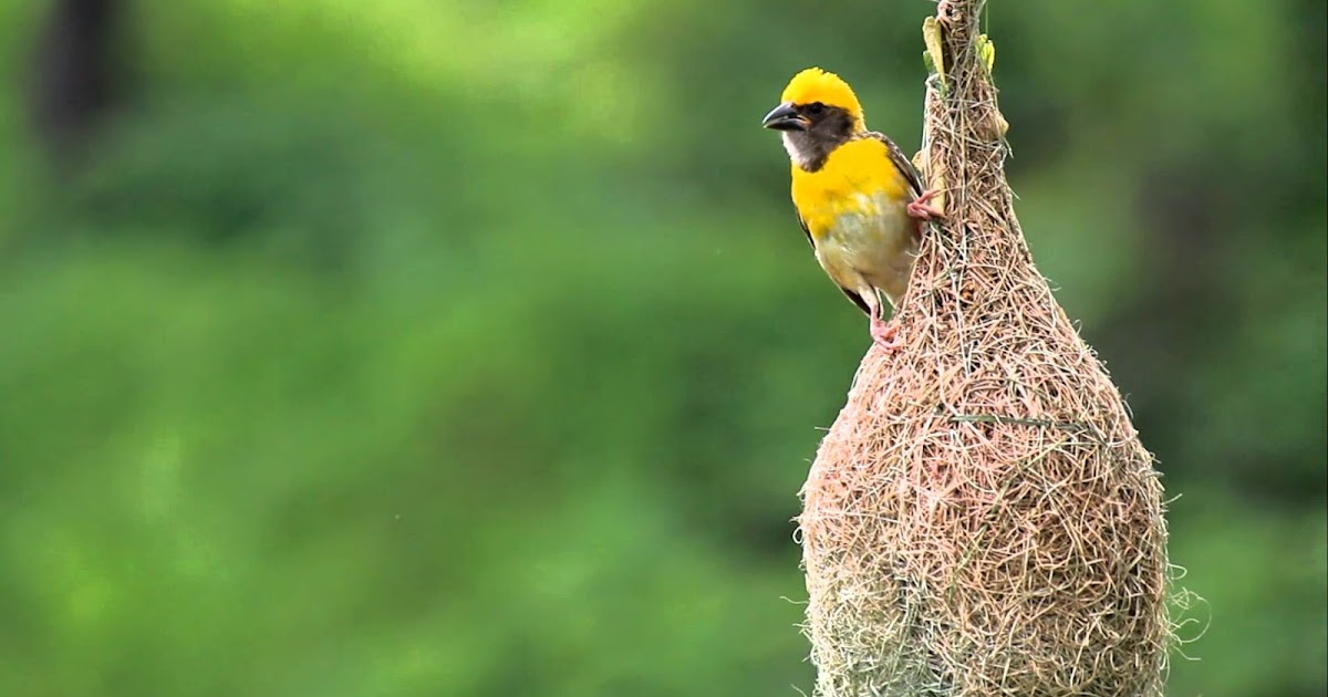 Indian Weaver Bird