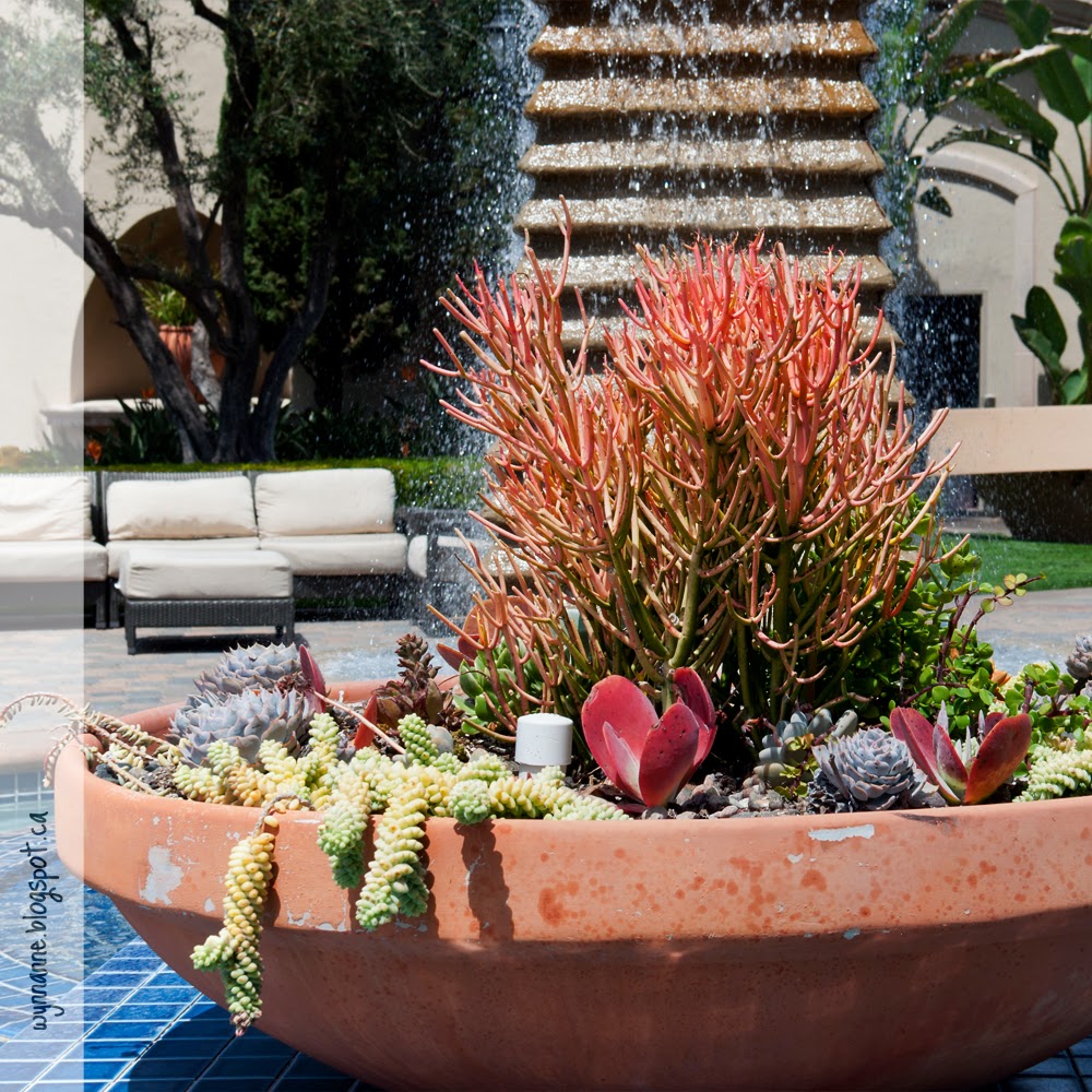 Wynn Anne's Meanderings: California: Flora