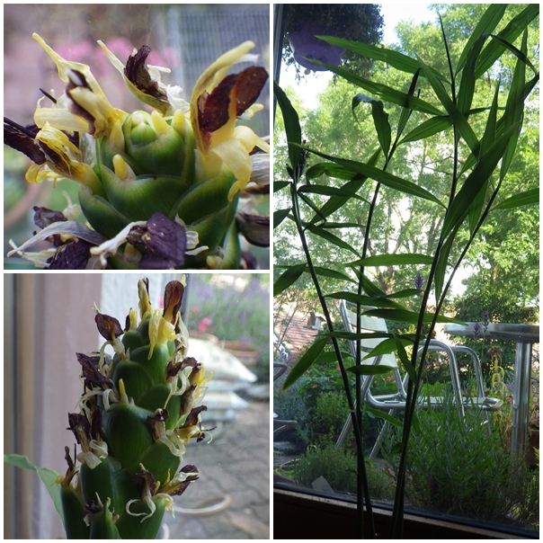 romantischeslandleben: Ingwer - Blüte