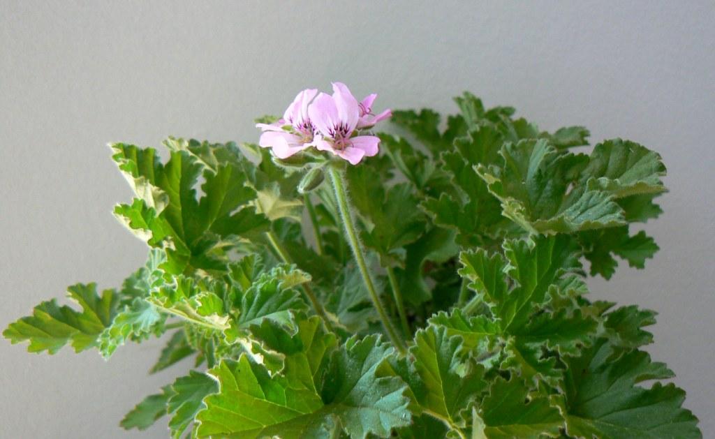 Pelargonium: Pelargonium graveolens - Roseum