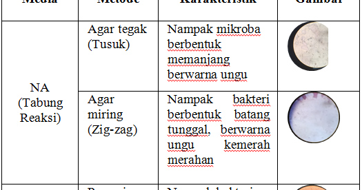 MIKROBIOLOGI UMUM: IDENTIFIKASI MIKROBA METODE PEWARNAAN GRAM