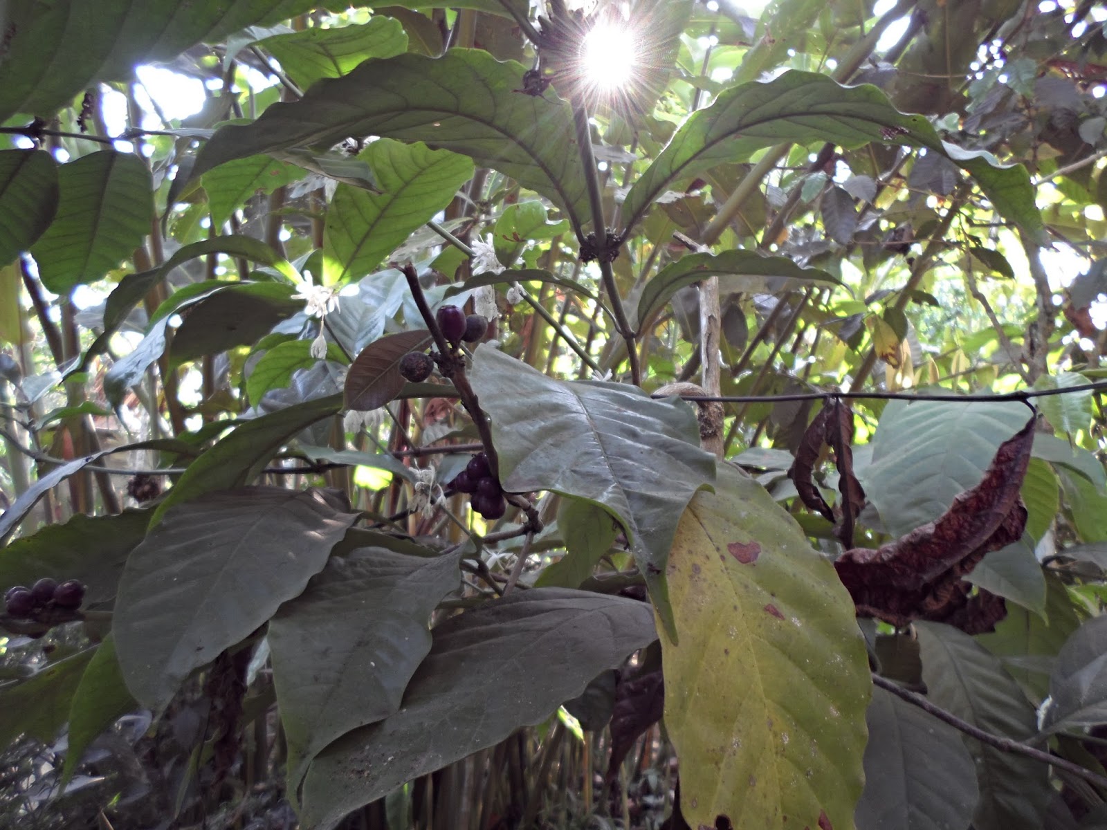 Food, Travel and Life: Satria Agrowisata, Bali - Tea and Coffee Tasting