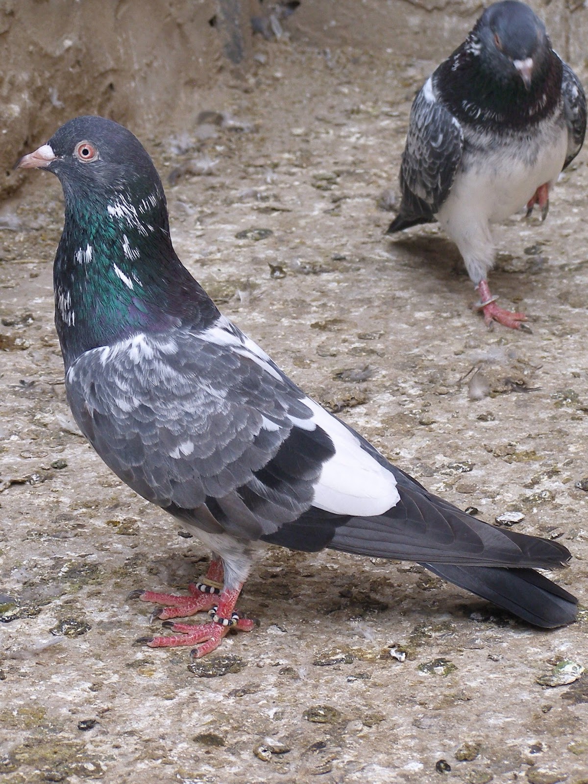 Pakistani Tipplers (Kabootar Baaz) | UK & USA Pigeons | Fancy Pigeons ...