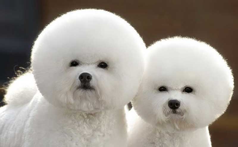 Nothing To Do With Arbroath: Roundheads