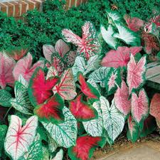 Caladium «caladio» - Id Plantae