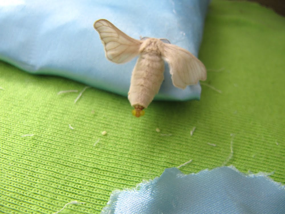 This Is Beige: Raising Silkworms