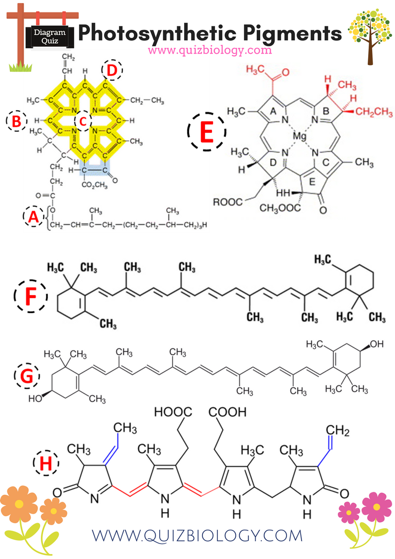 Diagram Quiz on Photosynthetic Pigments