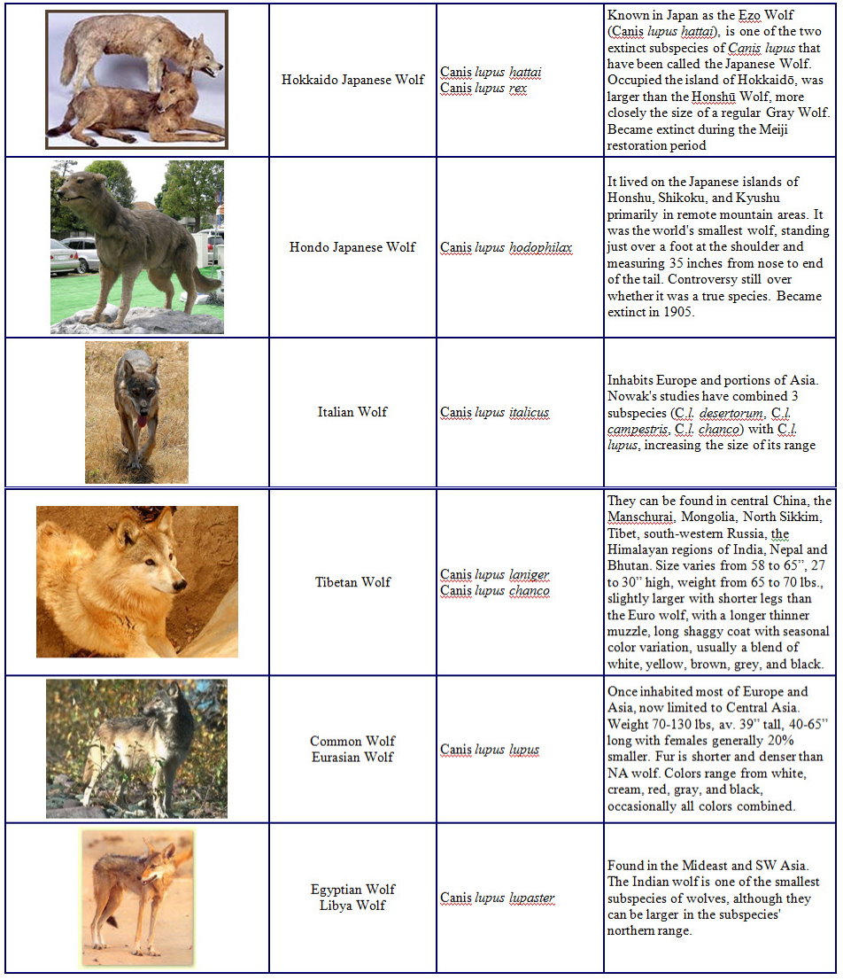 Canis lupus 101: Wolf Species